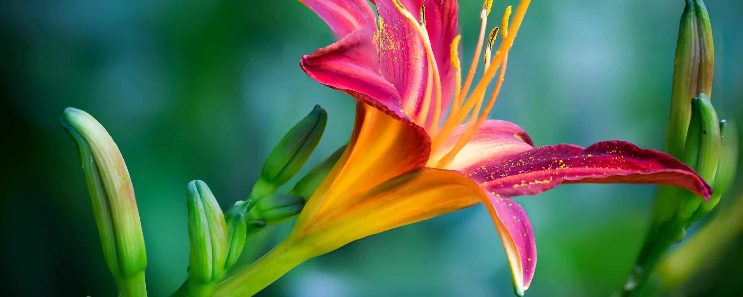 Home | Inca Design | Website Designers | Marketing | Corporate Identity ...